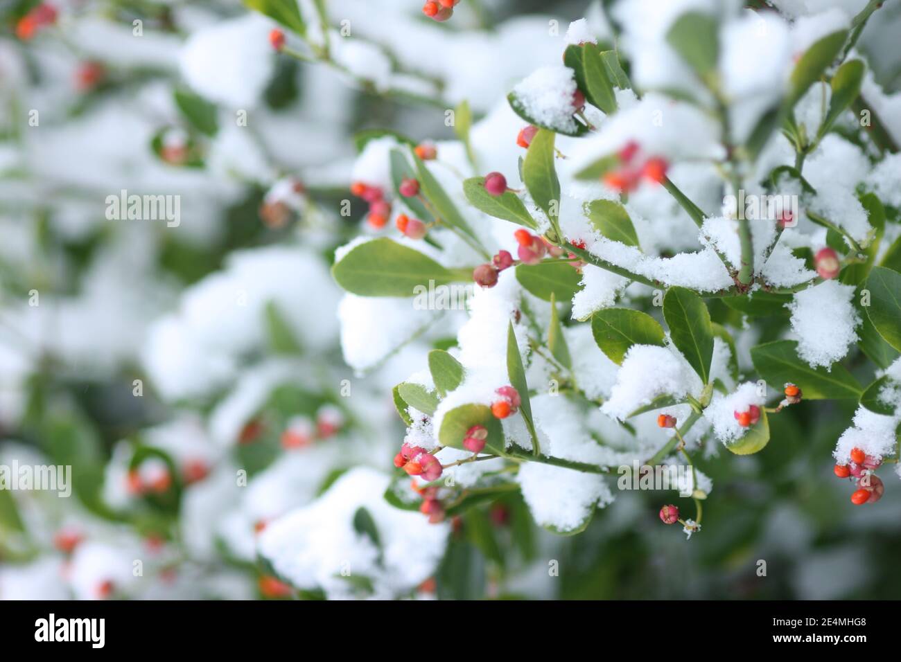 Snow on plant with red berries, England, UK Stock Photo - Alamy