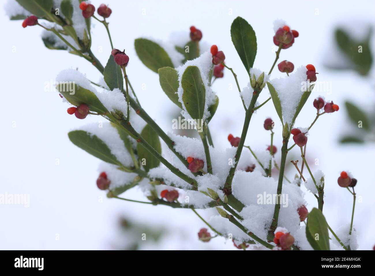 Snow on plant with red berries, England, UK Stock Photo - Alamy