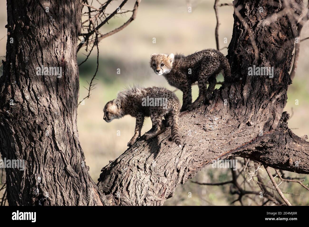 Cheetah cubs in a tree hi-res stock photography and images - Alamy