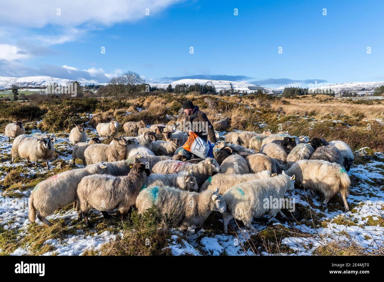 Weather sheep hi-res stock photography and images - Alamy