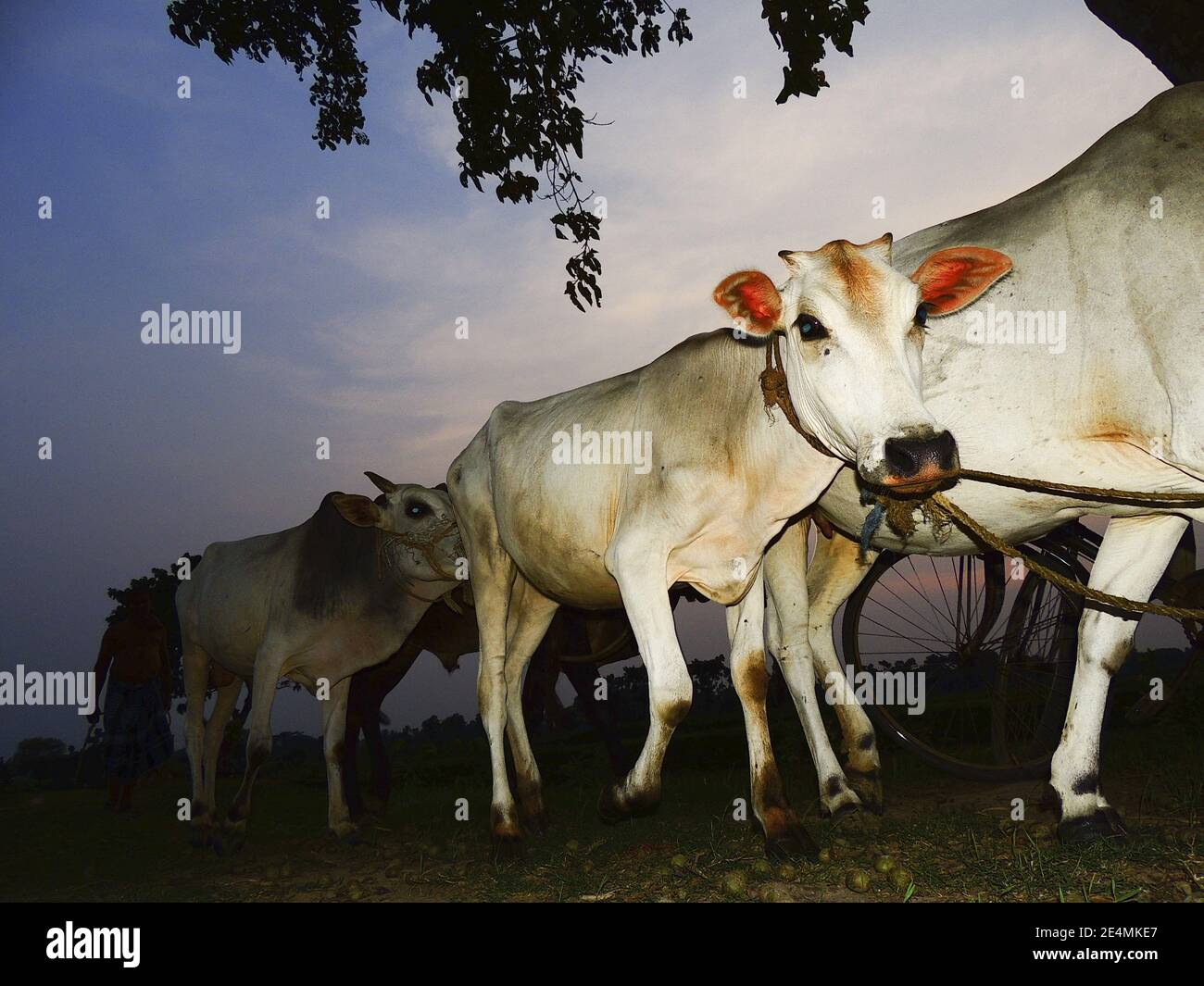 White cows walking hi-res stock photography and images - Alamy