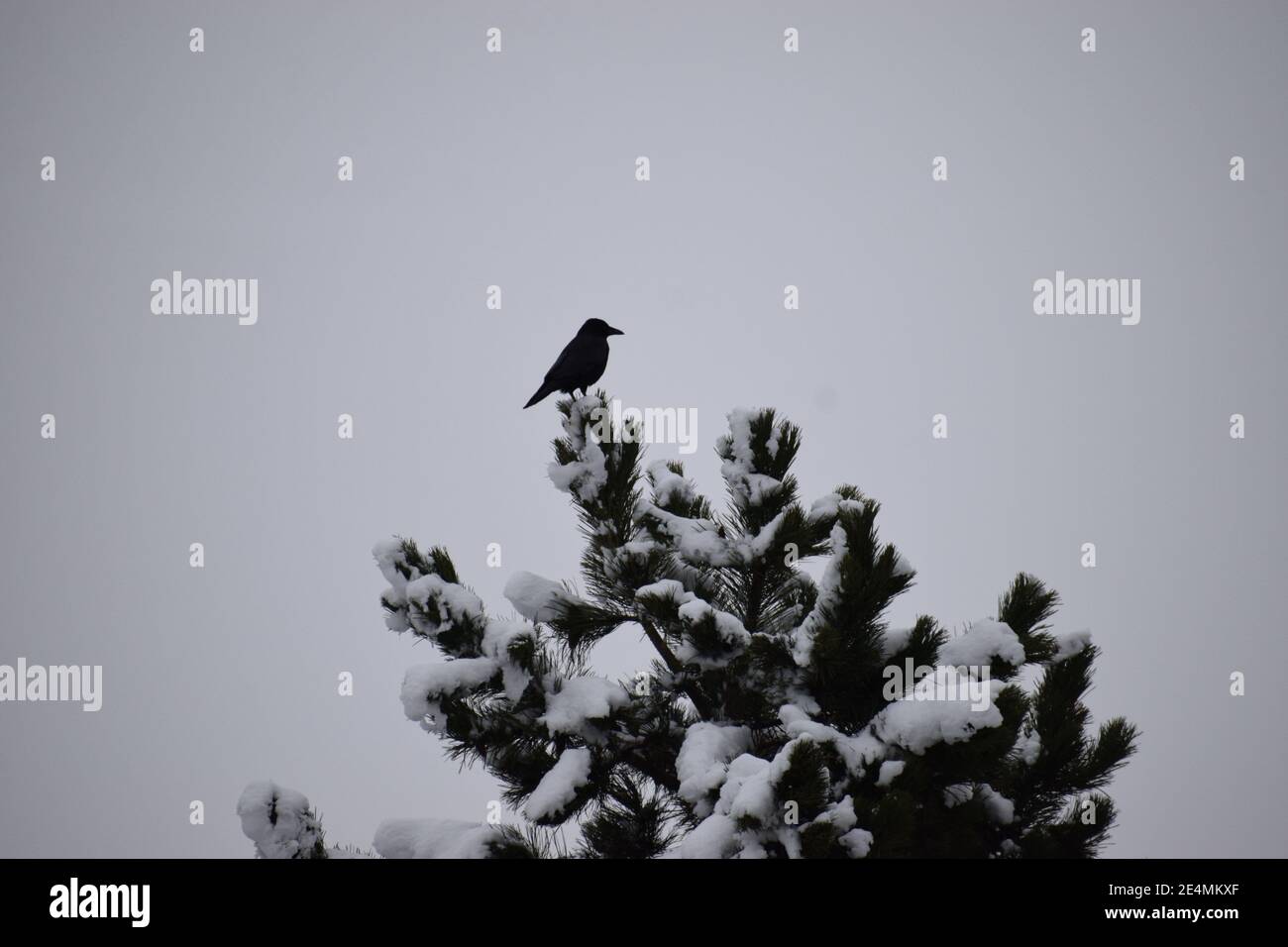 Raven flying from tree in hi-res stock photography and images - Alamy