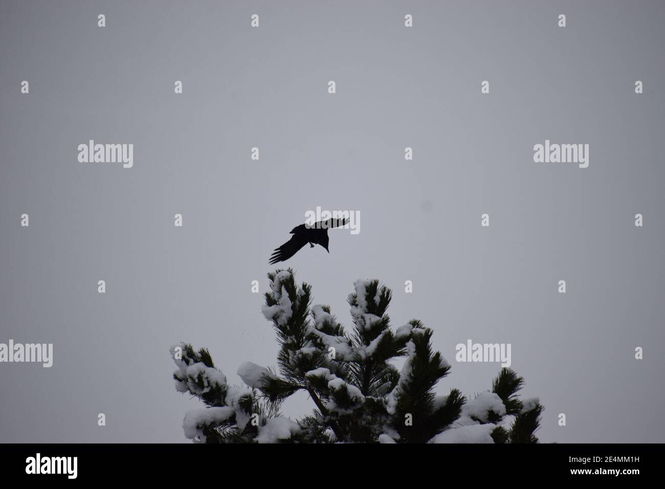 Raven flying from tree in hi-res stock photography and images - Alamy