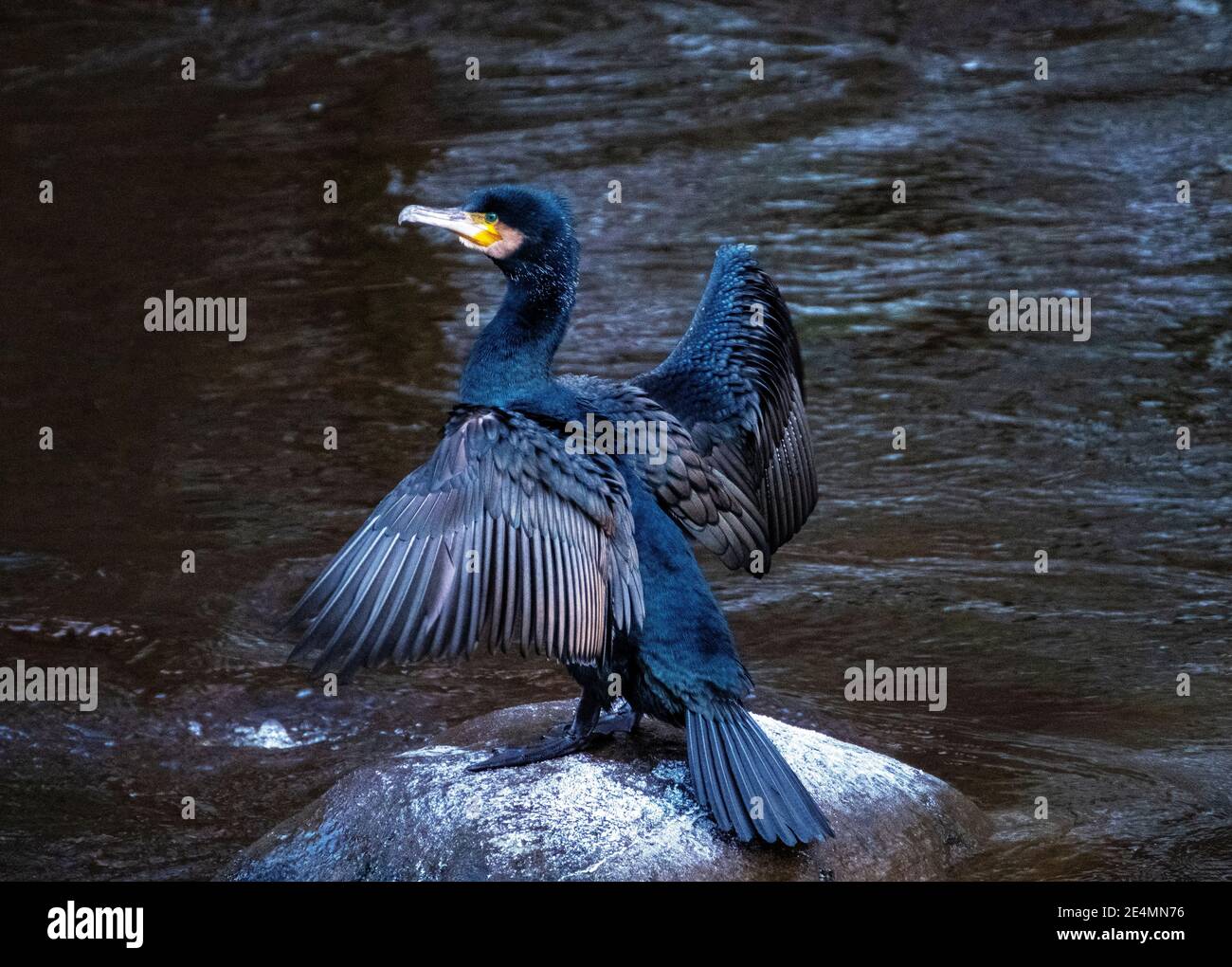 Birds drying wings hi-res stock photography and images - Alamy