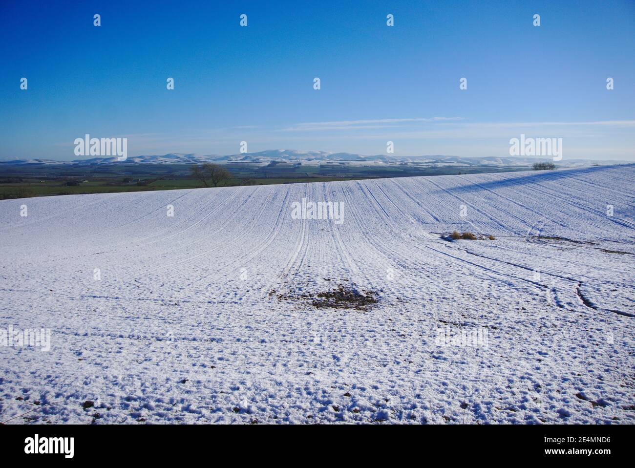 Scottish cheviots hi-res stock photography and images - Alamy