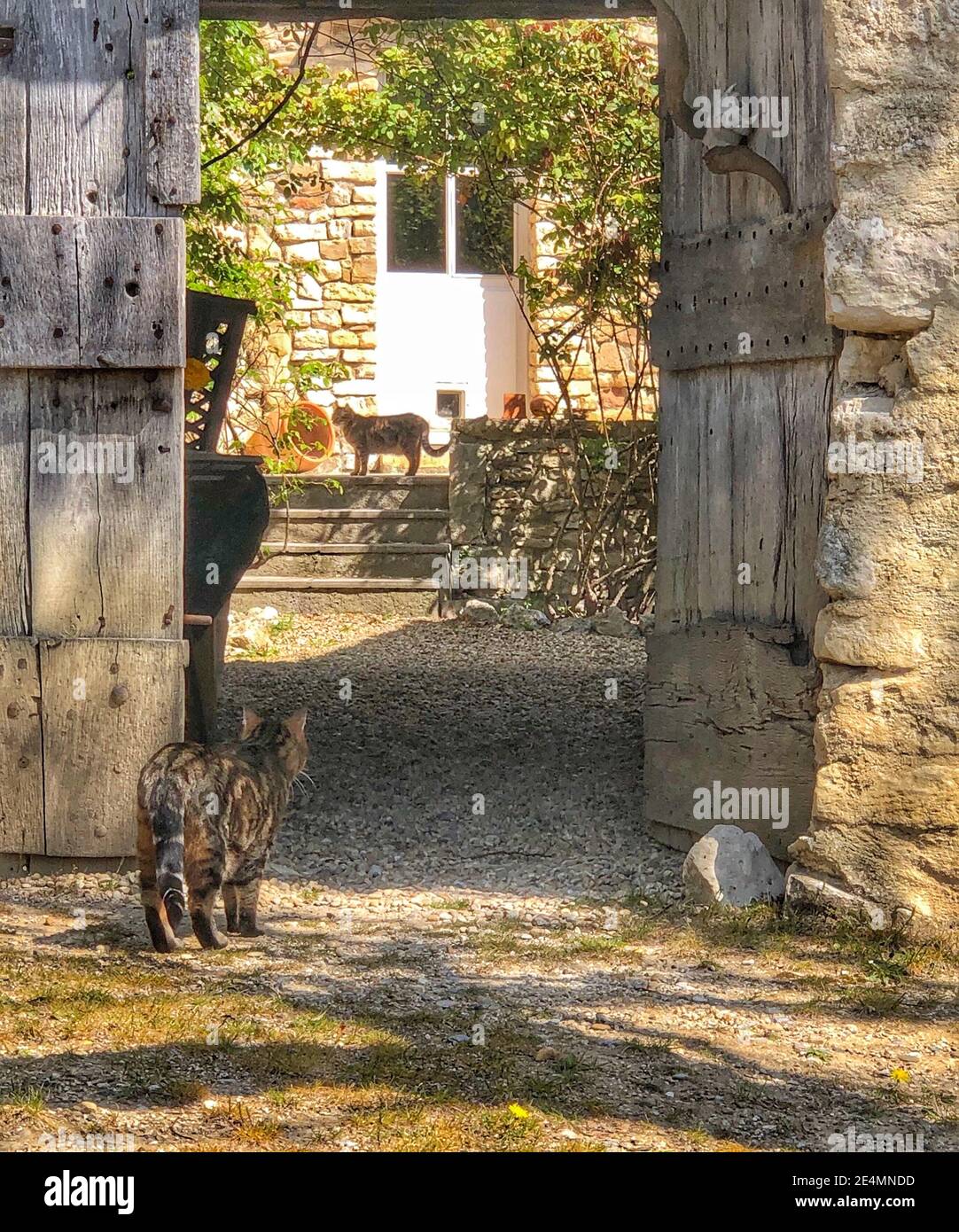Cats in courtyard Stock Photo - Alamy