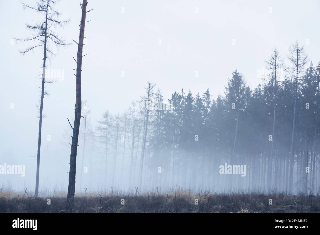 Misty cold forest in the winter where spruce tress suffer from bark ...