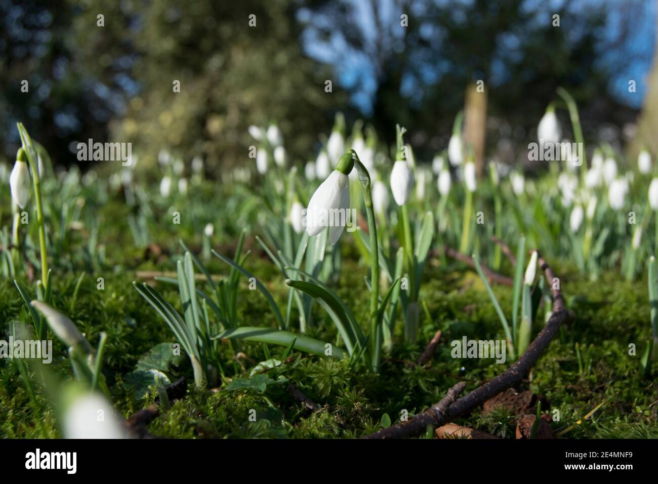 Early first sign growth hi-res stock photography and images - Alamy