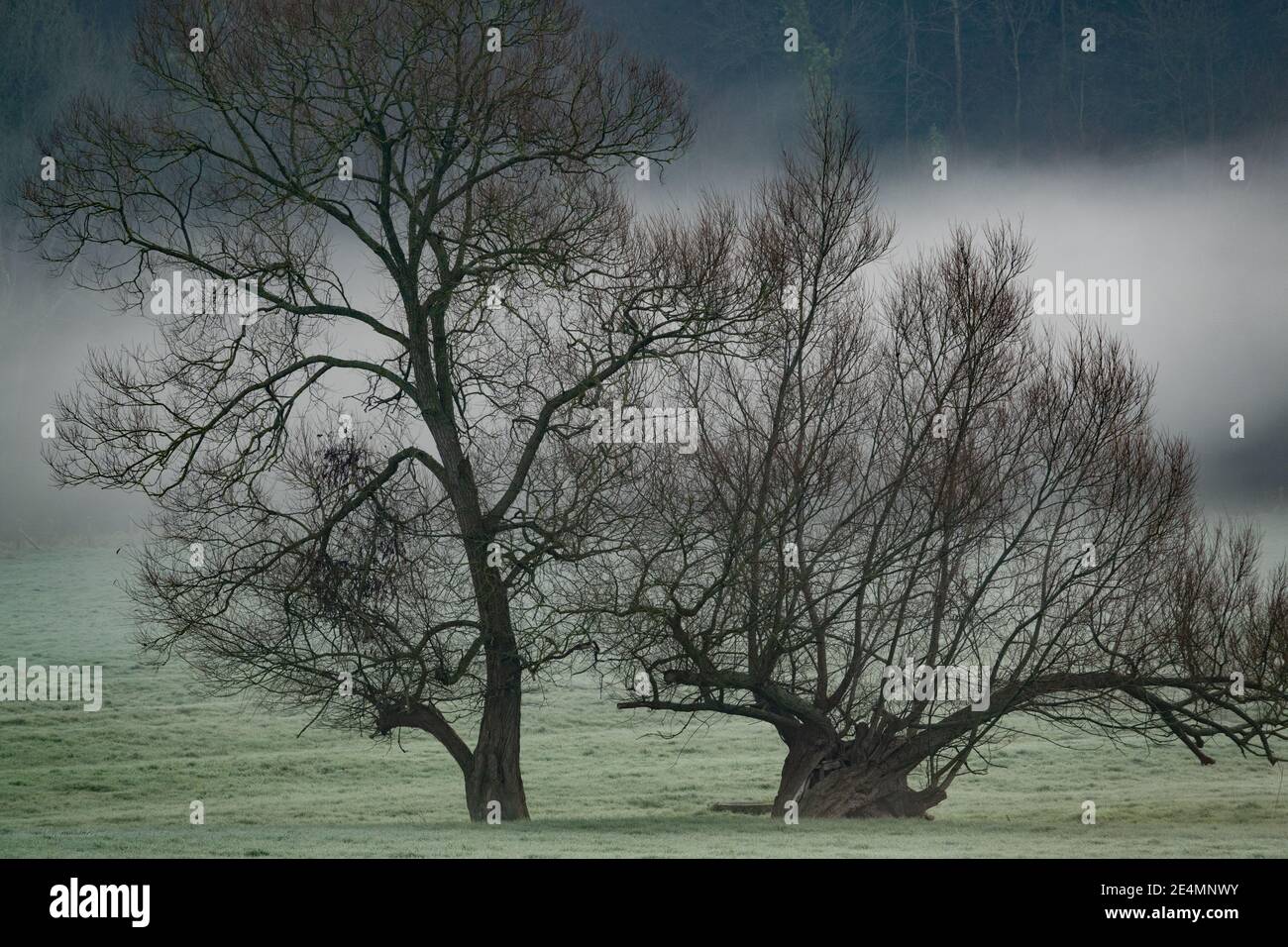 two beautiful aged old oak trees in autumn, river avon mist rising ...