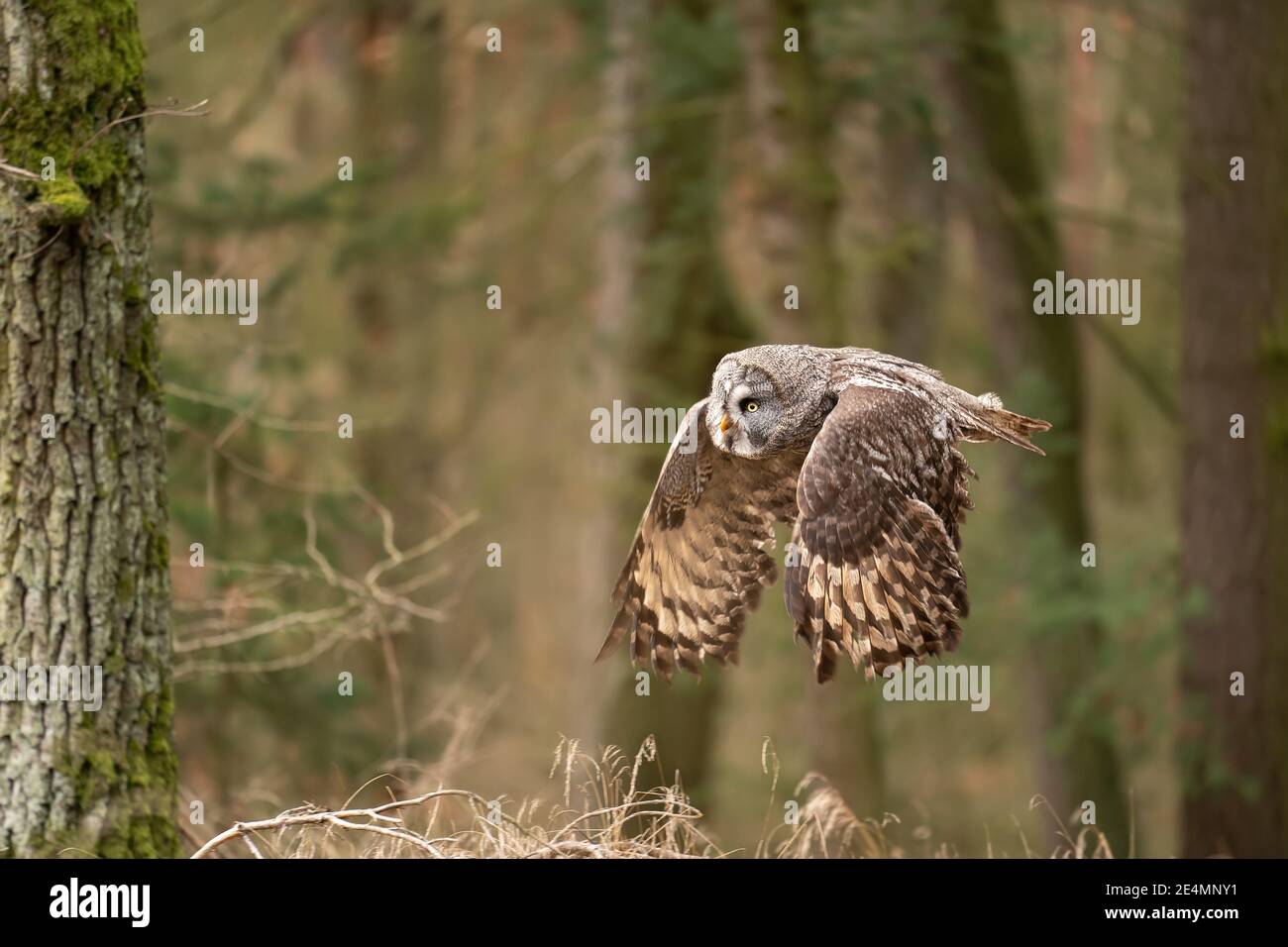 Closeup flying great grey owl from side view with wings in down ...