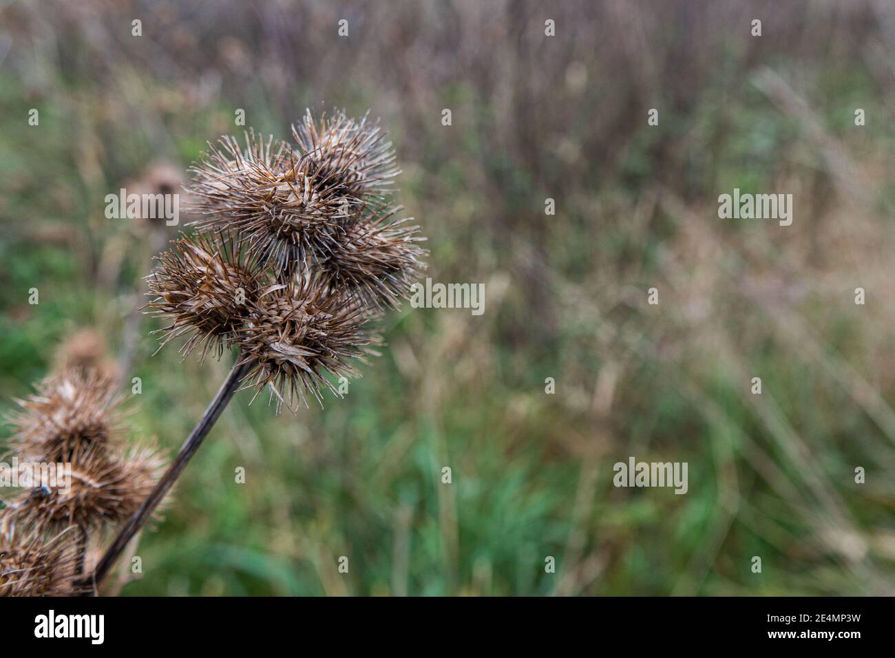 wild brown prickly thistle heads in autumn Stock Photo - Alamy