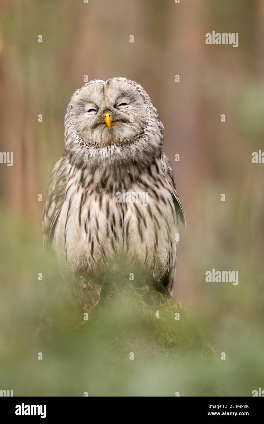 Owl smile hi-res stock photography and images - Alamy