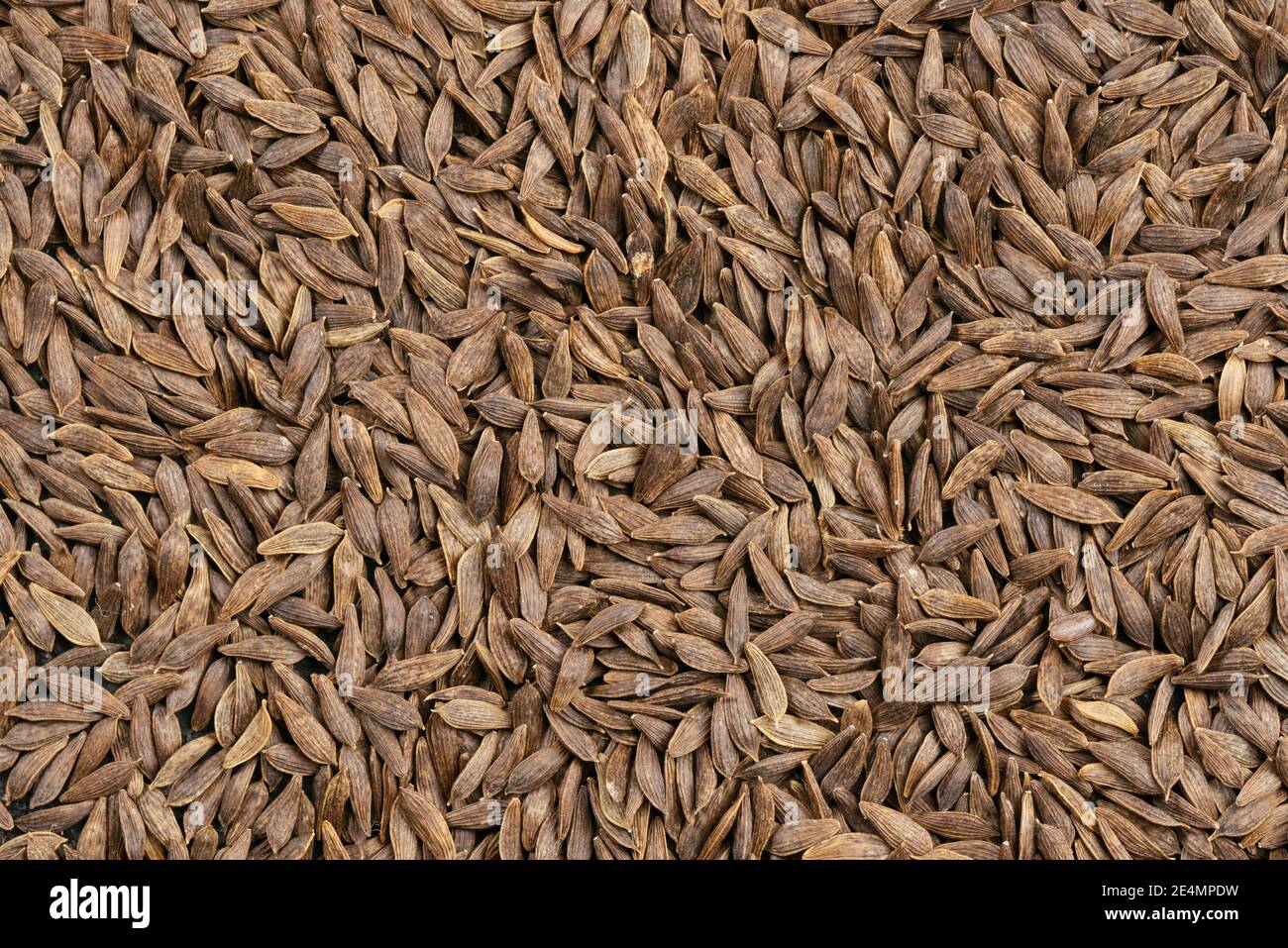 Lactuca sativa seed hi-res stock photography and images - Alamy