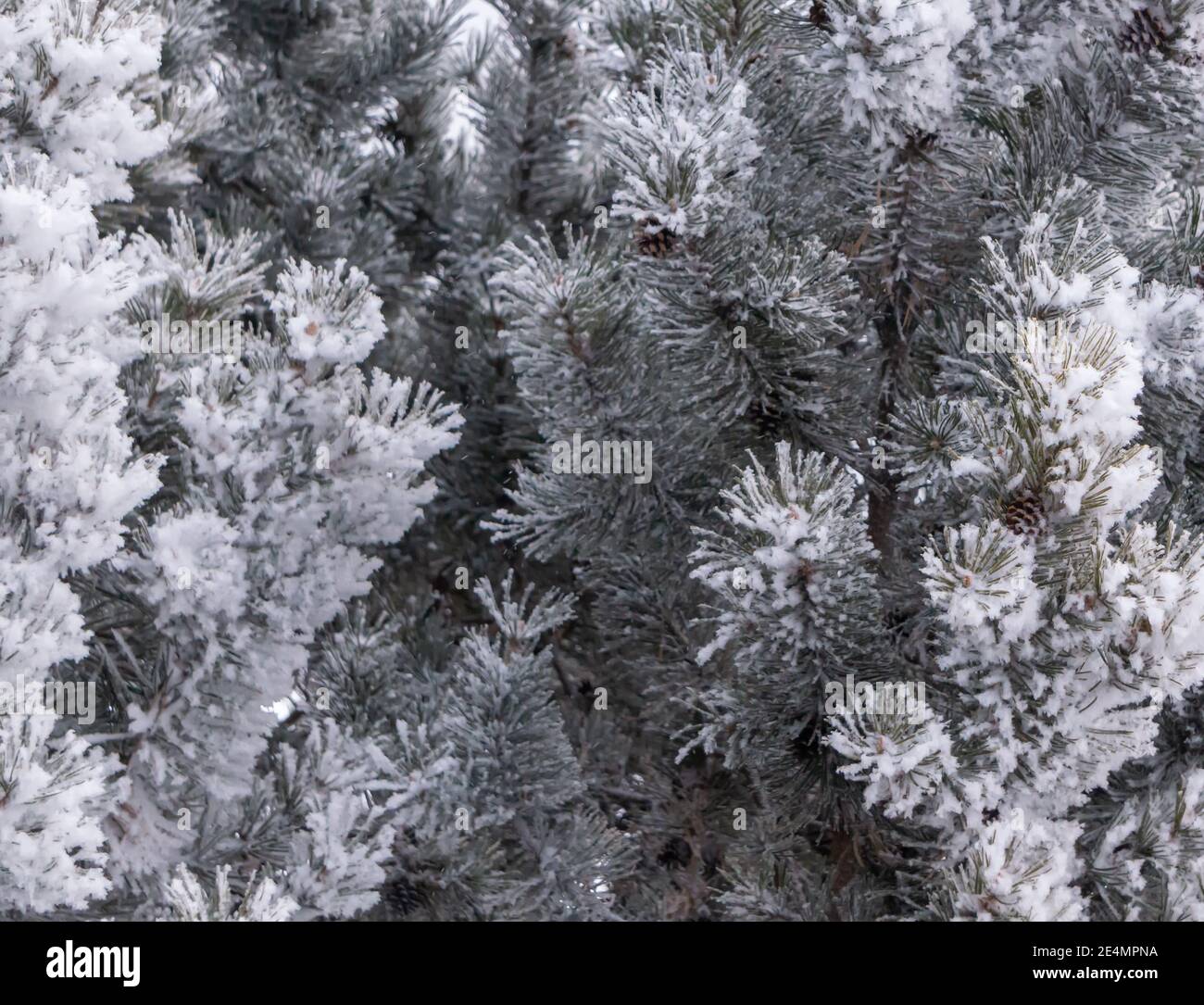 Alberta canada pine branch hi-res stock photography and images - Alamy