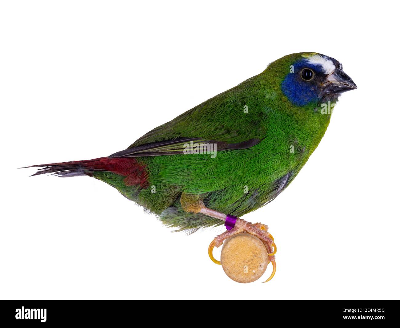 Blue-faced parrotfinch aka Erythrura trichroa birs, sitting on wooden ...