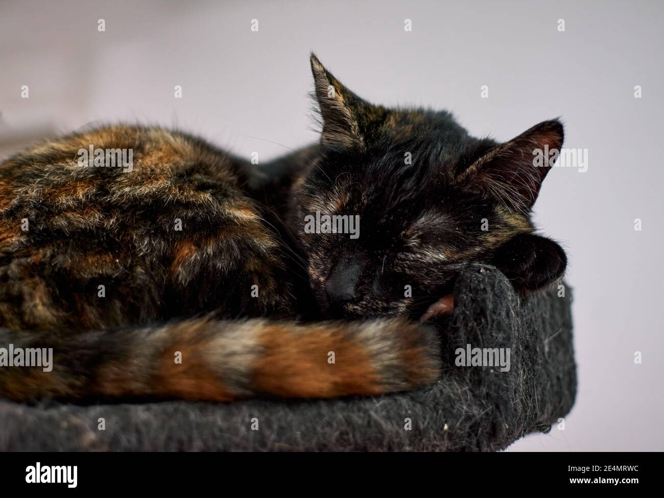 A fluffy Tortoiseshell cat sleeping on the cat tree Stock Photo - Alamy