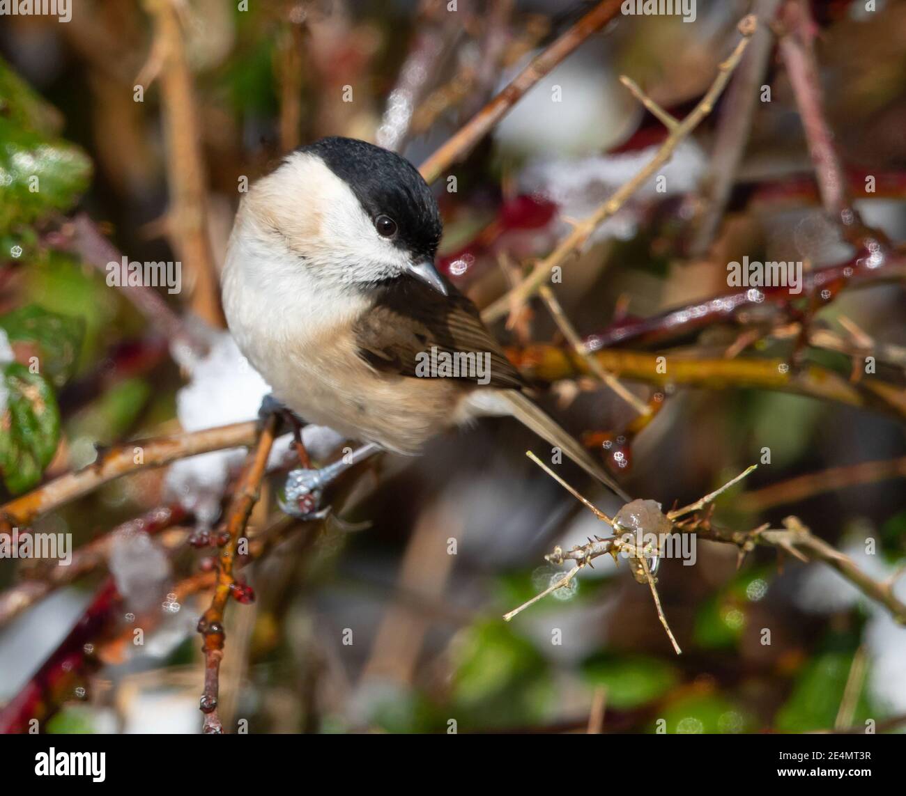 Lovely close view of the rare Marsh Tit Stock Photo - Alamy