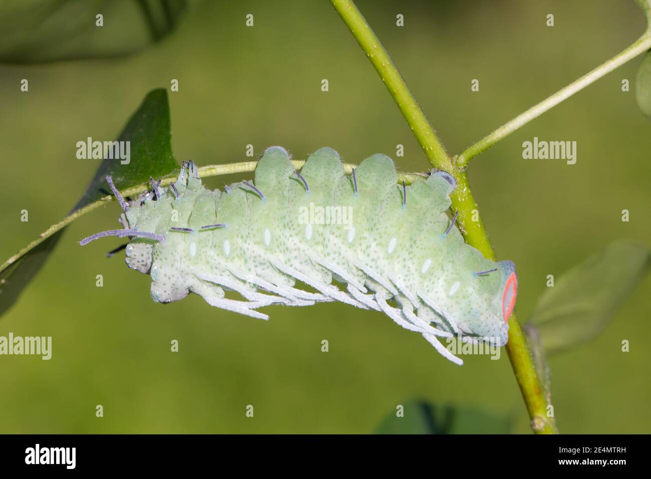 Atlas moth caterpillar hi-res stock photography and images - Alamy