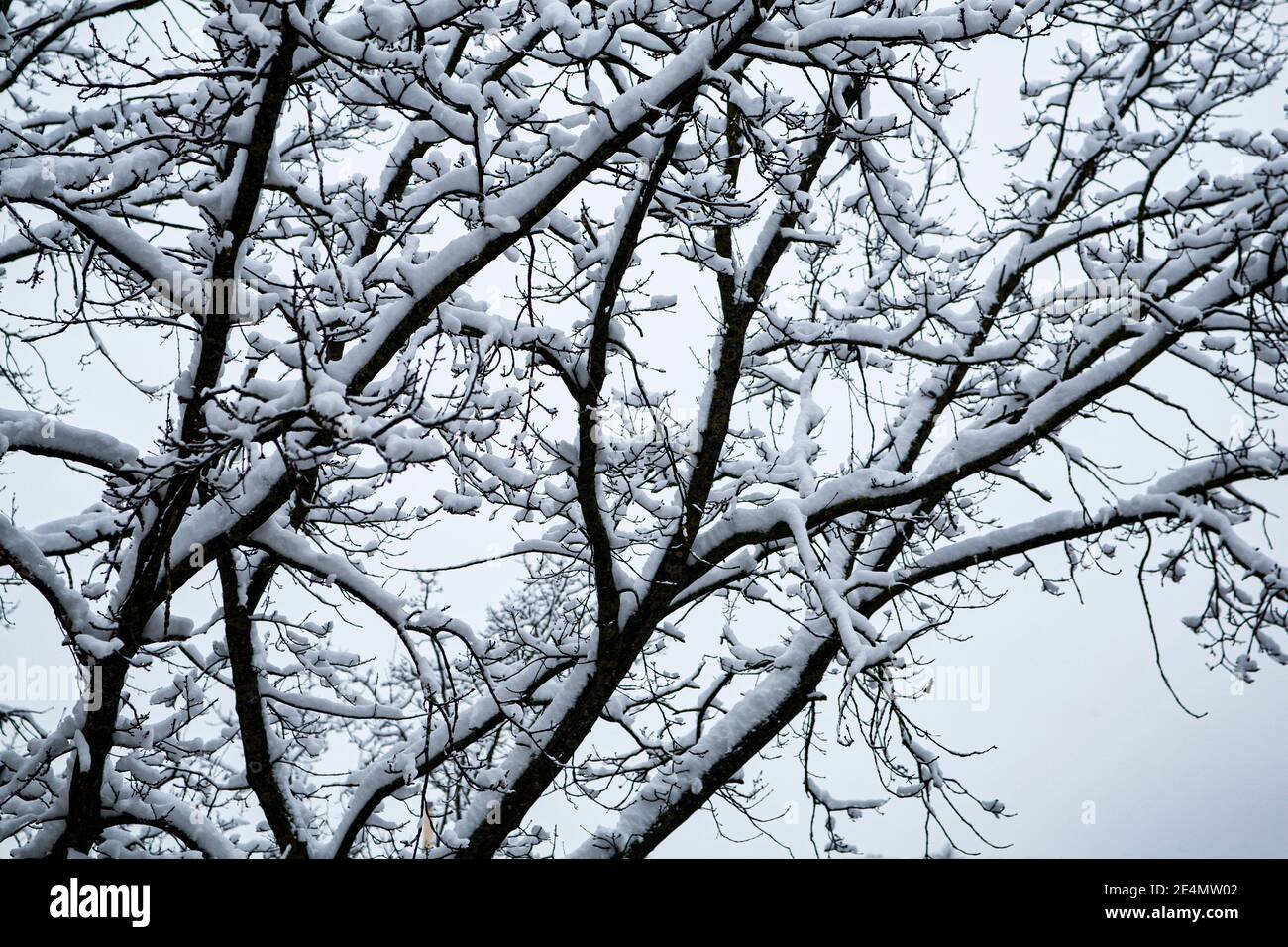 Snowy winter tree. Forked trunk. Long branches covered with sparkling ...