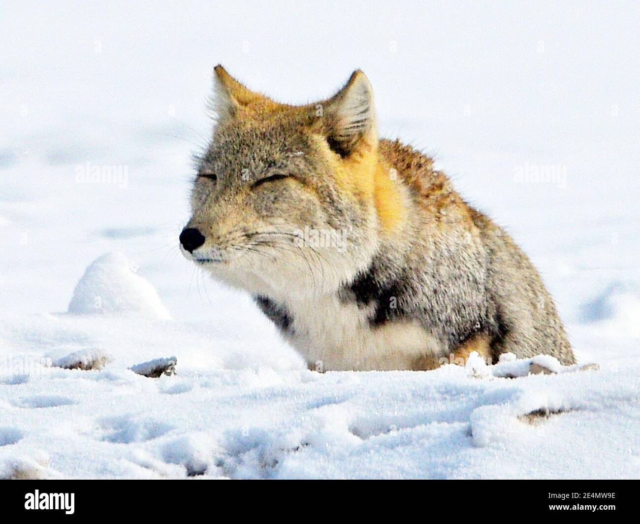 Baby Tibetan Fox