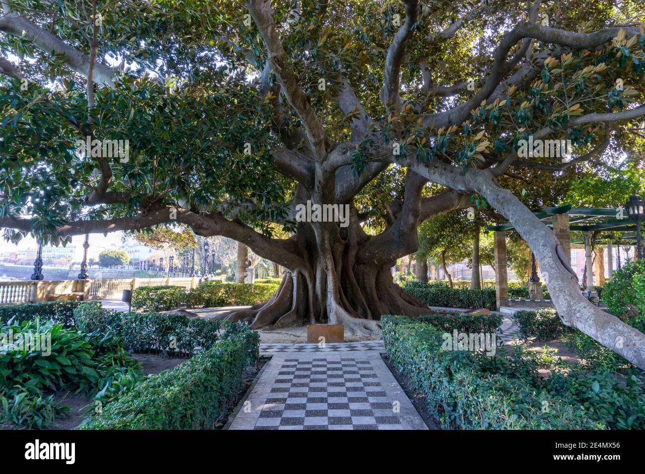 A giant tree in the Alameda Apodaca y del Marqes de Comillas Garden in ...