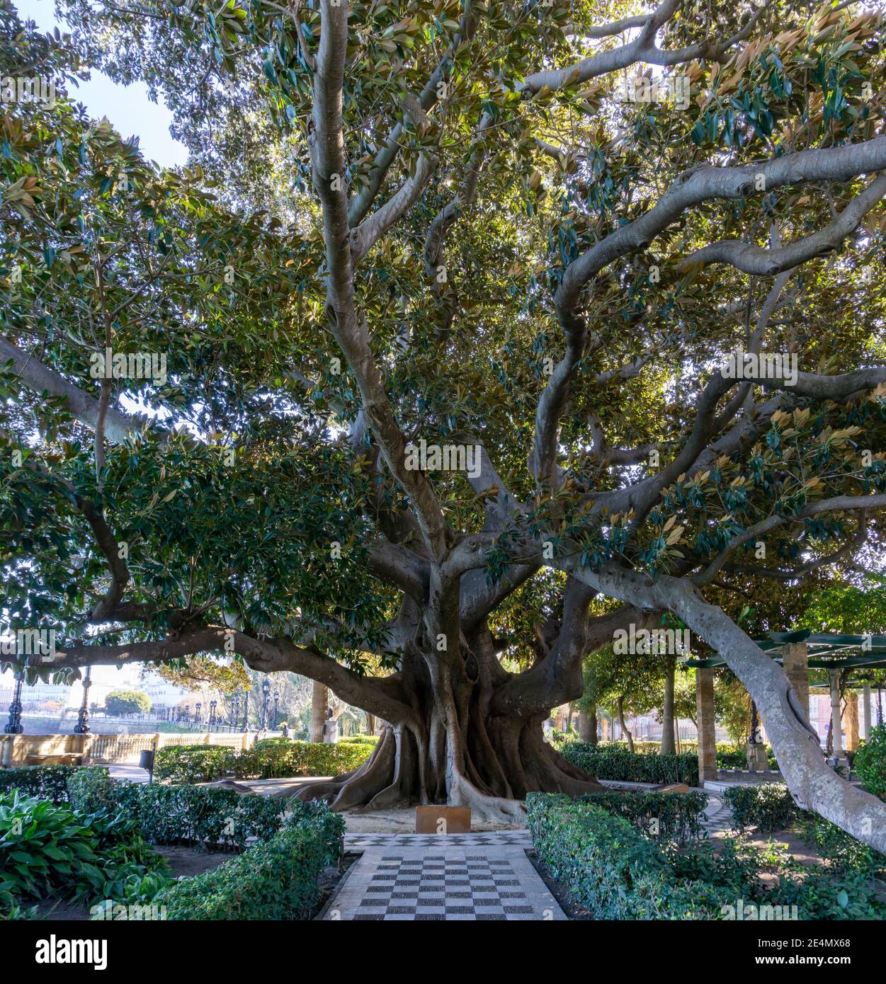 A giant tree in the Alameda Apodaca y del Marqes de Comillas Garden in ...