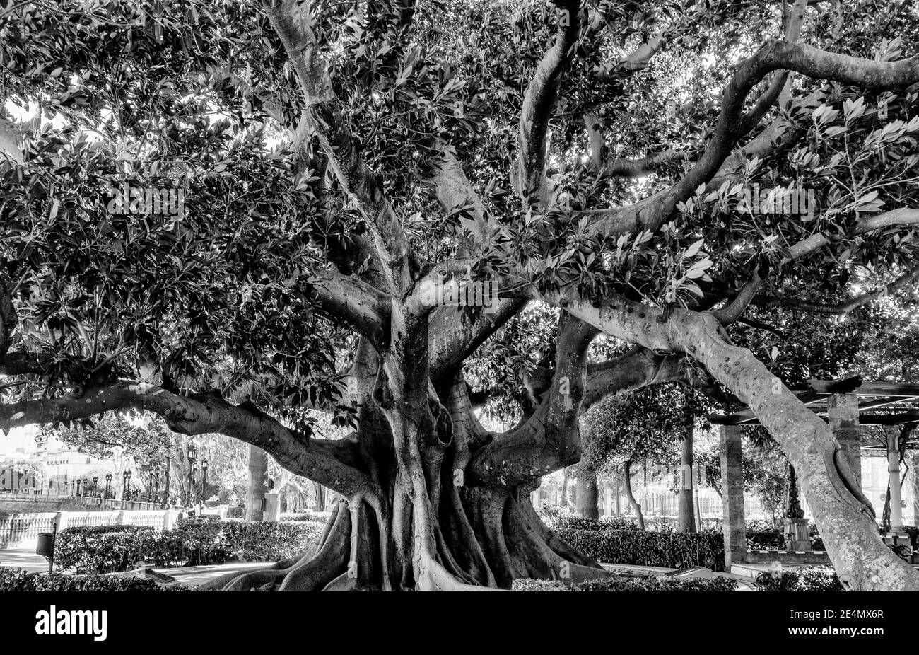 A giant tree in the Alameda Apodaca y del Marqes de Comillas Garden in ...