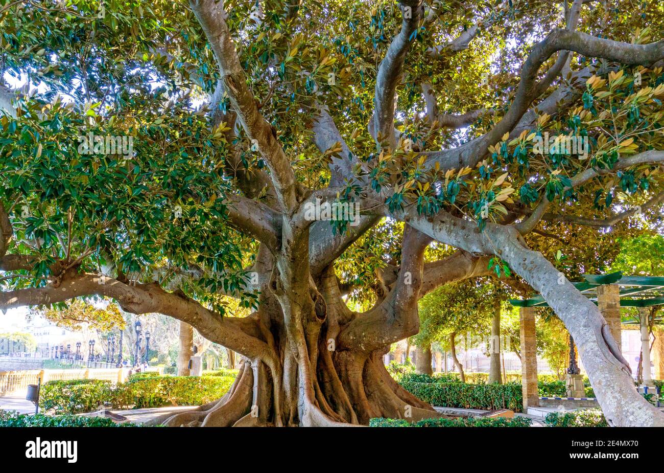 A giant tree in the Alameda Apodaca y del Marqes de Comillas Garden in ...