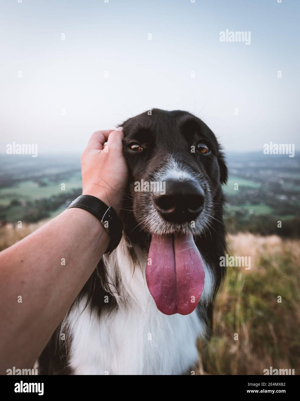 A closeup shot of man holding border collie with tongue out Stock Photo ...