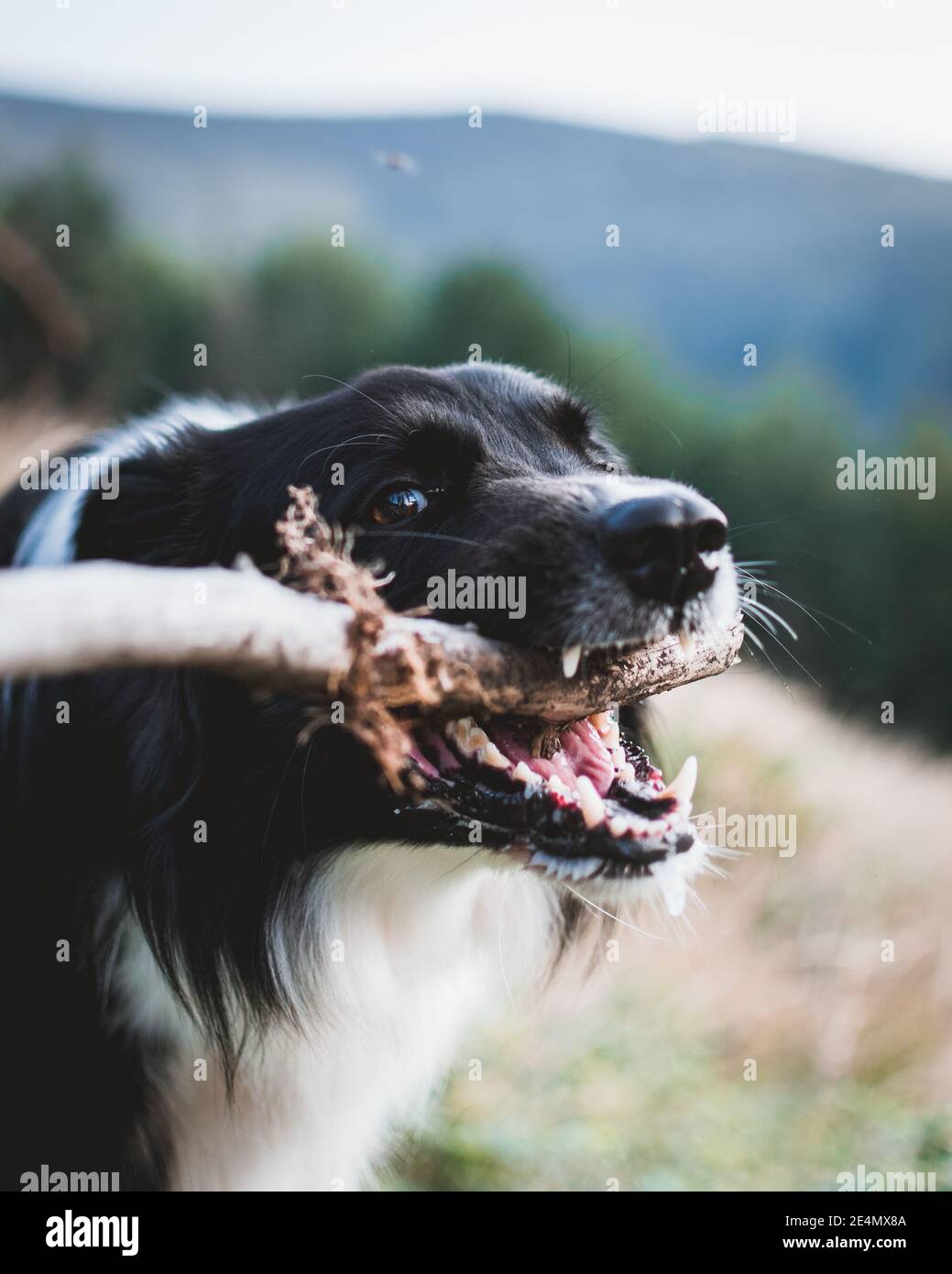 Border collie biting a stick hi-res stock photography and images - Alamy