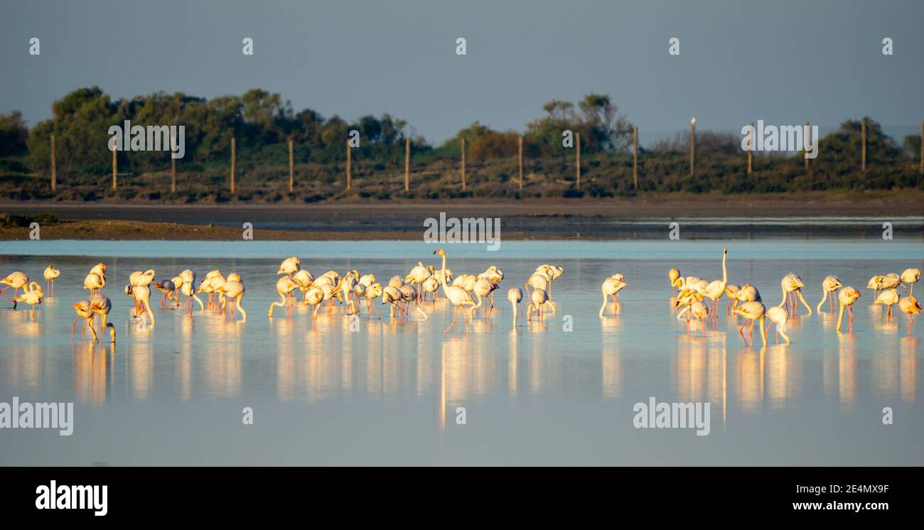 Bahia de cadiz natural park hi-res stock photography and images - Alamy
