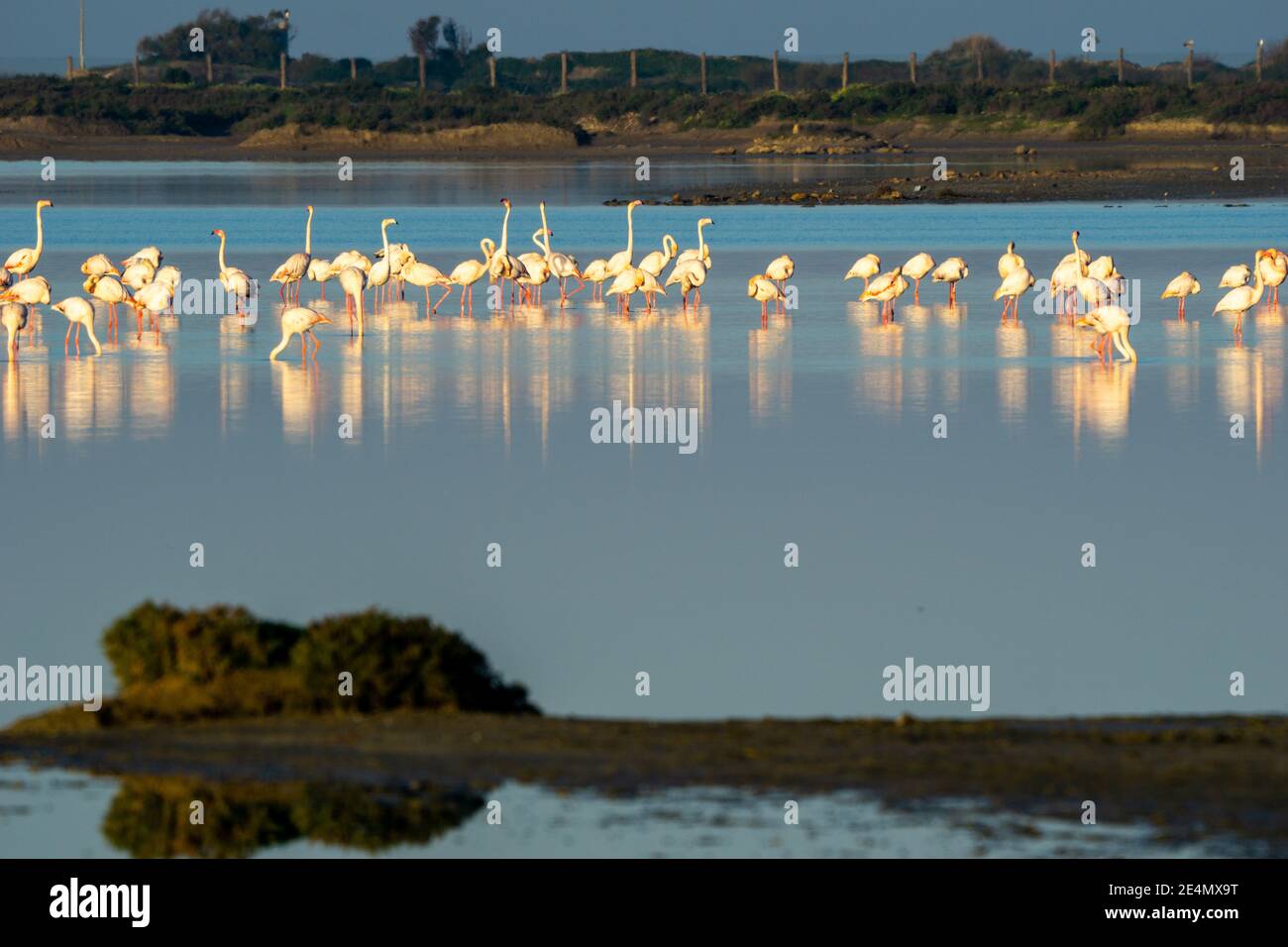 view of a flamingo colony in the waters of the Bay of Cadiz Nature Park ...