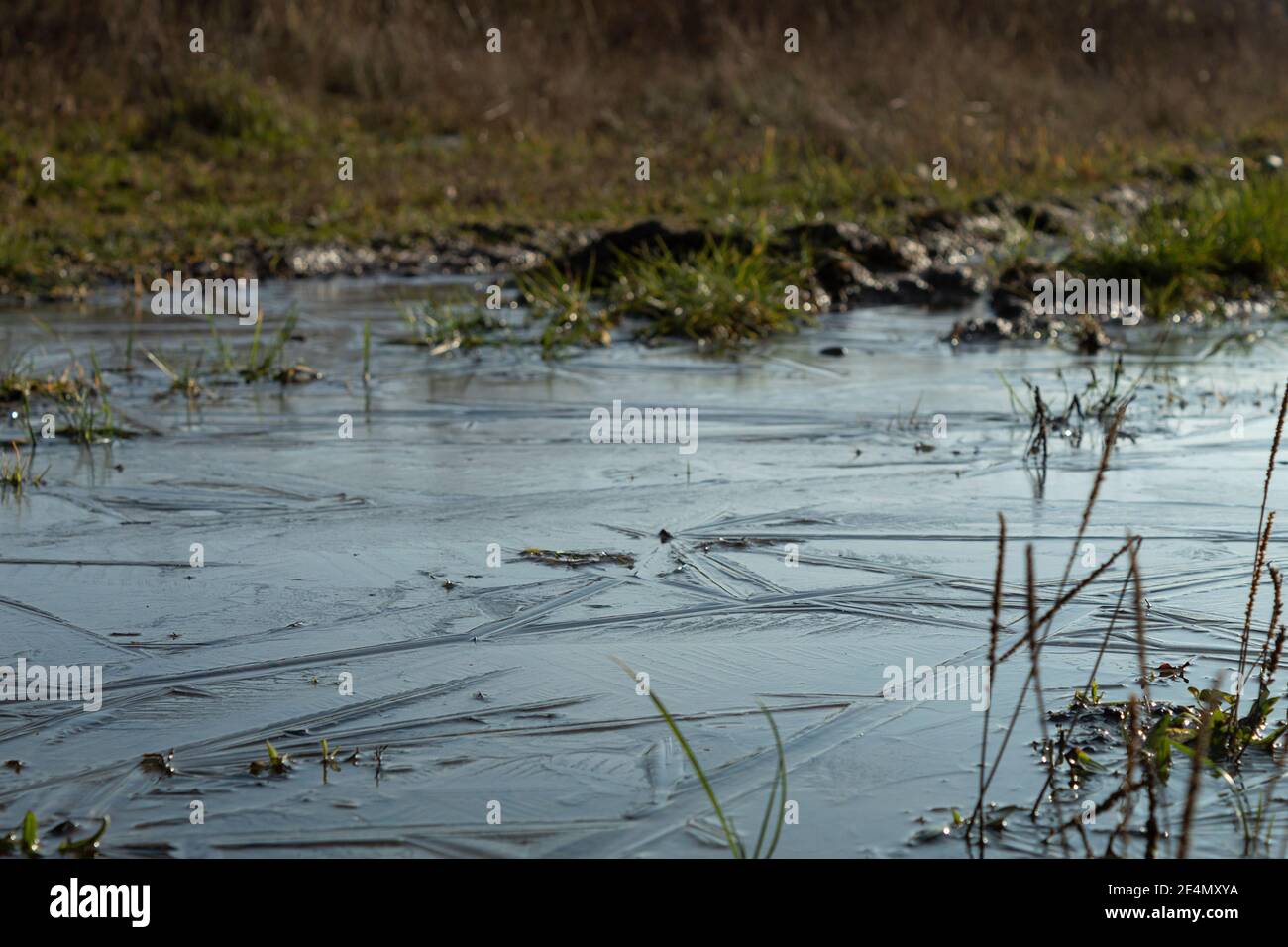 The puddle and swamp are covered with ice. Ice and frost bound the ...