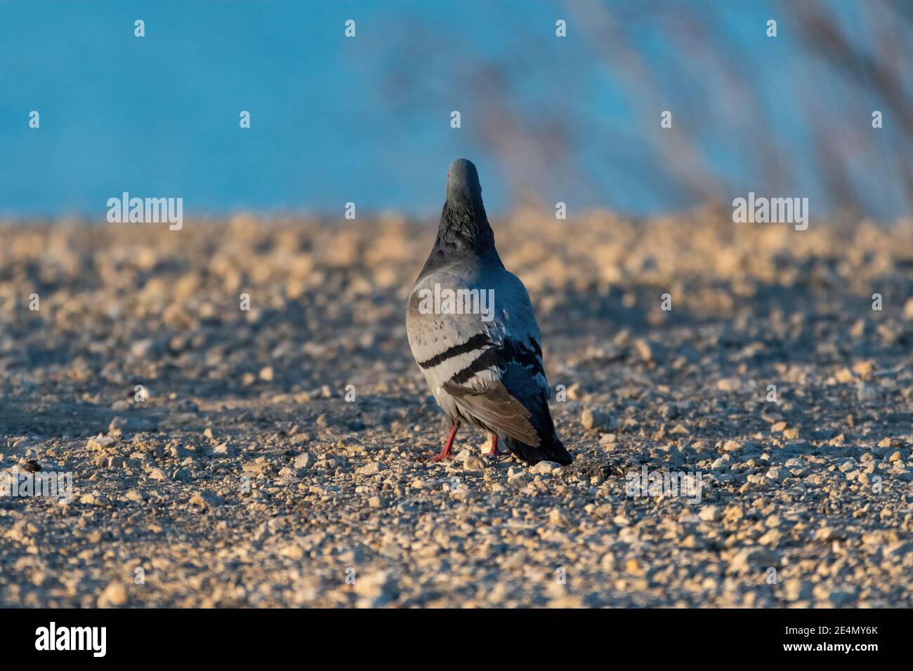 Backside view hi-res stock photography and images - Alamy