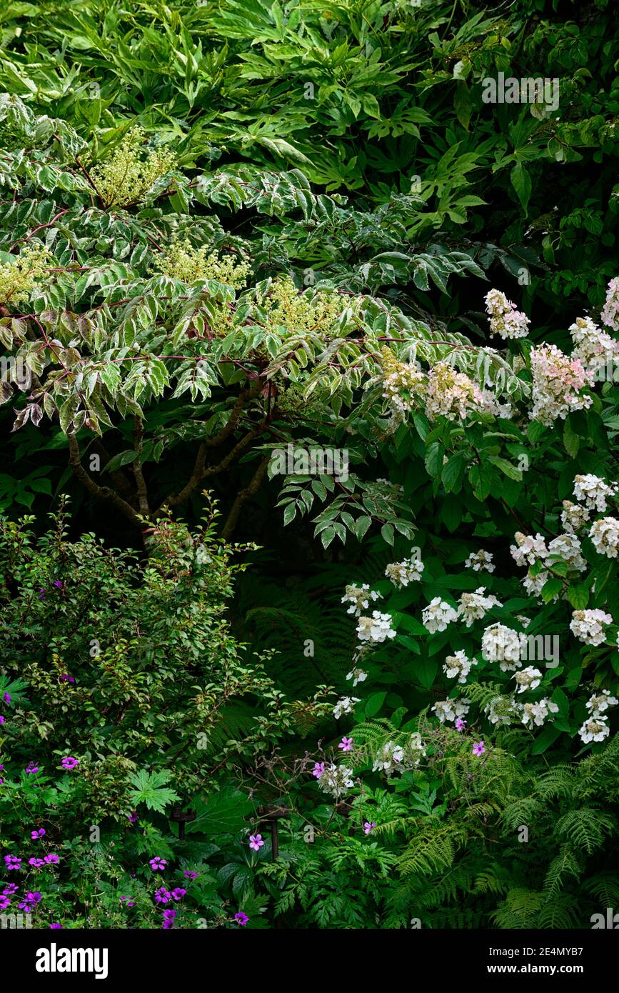 Aralia elata Silver Umbrella,Silver Umbrella Variegated Devil's Walking ...
