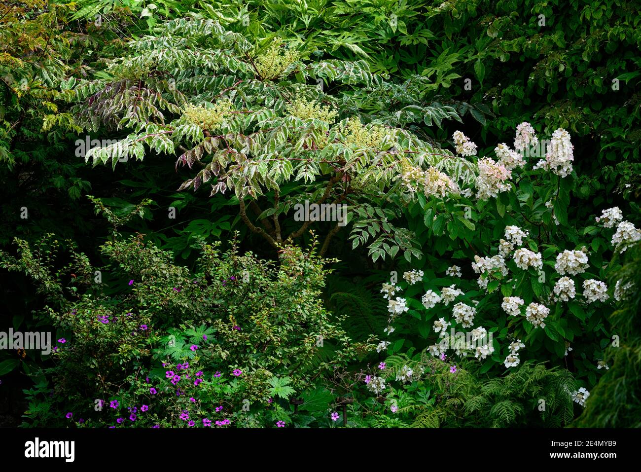 Aralia elata Silver Umbrella,Silver Umbrella Variegated Devil's Walking ...