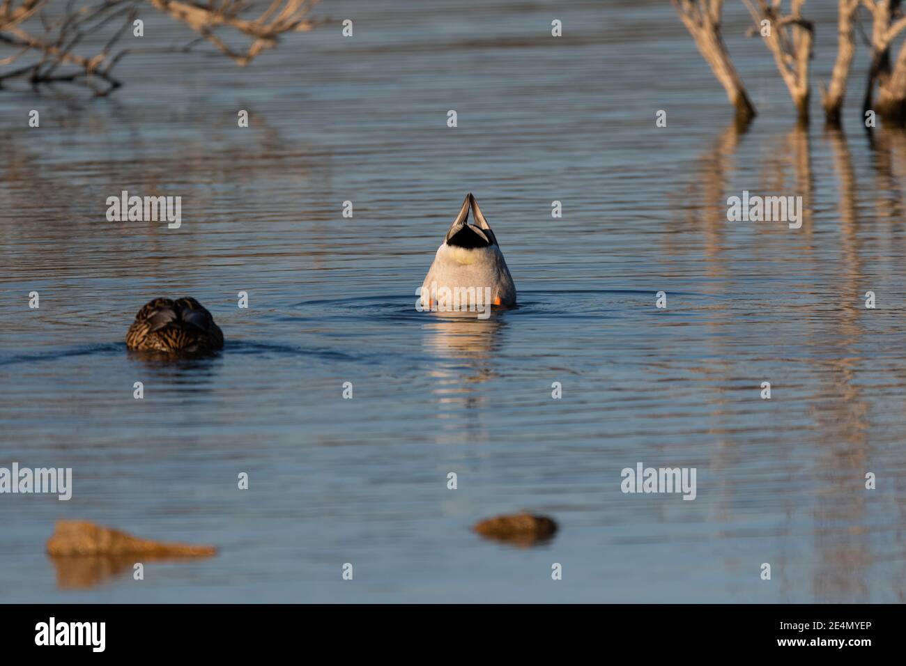 Inverted duck hi-res stock photography and images - Alamy