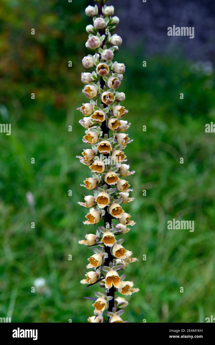 digitalis ferruginea,rusty foxglove,foxgloves,rusty,orange brown ...