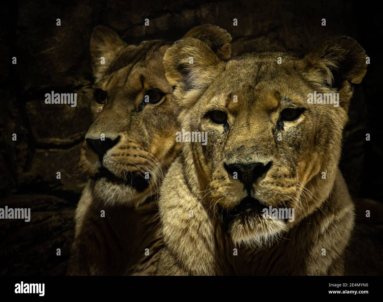 Rare lioness hi-res stock photography and images - Alamy