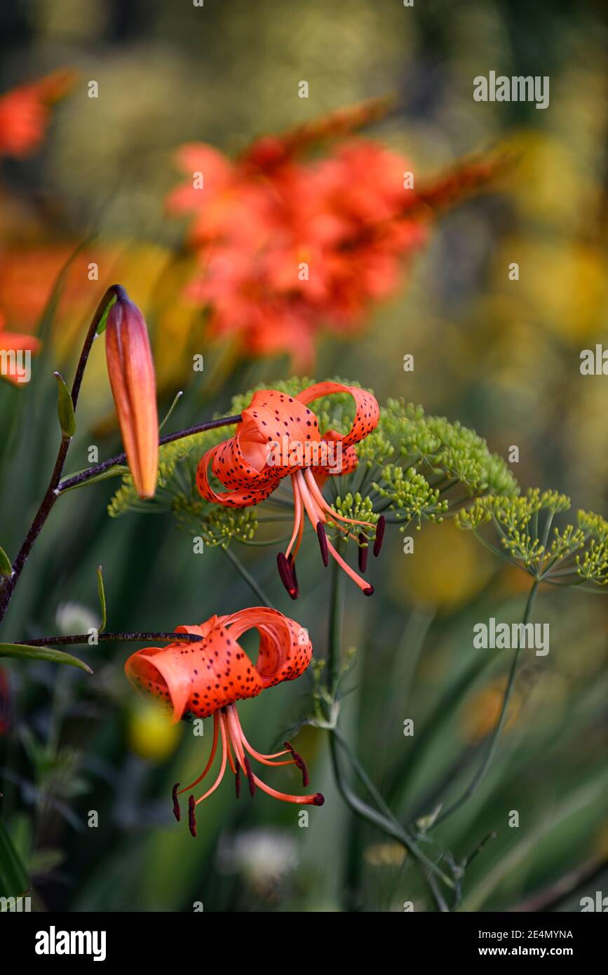 lilium lancifolium tigrinum splendens,foeniculum vulgare purpureum ...