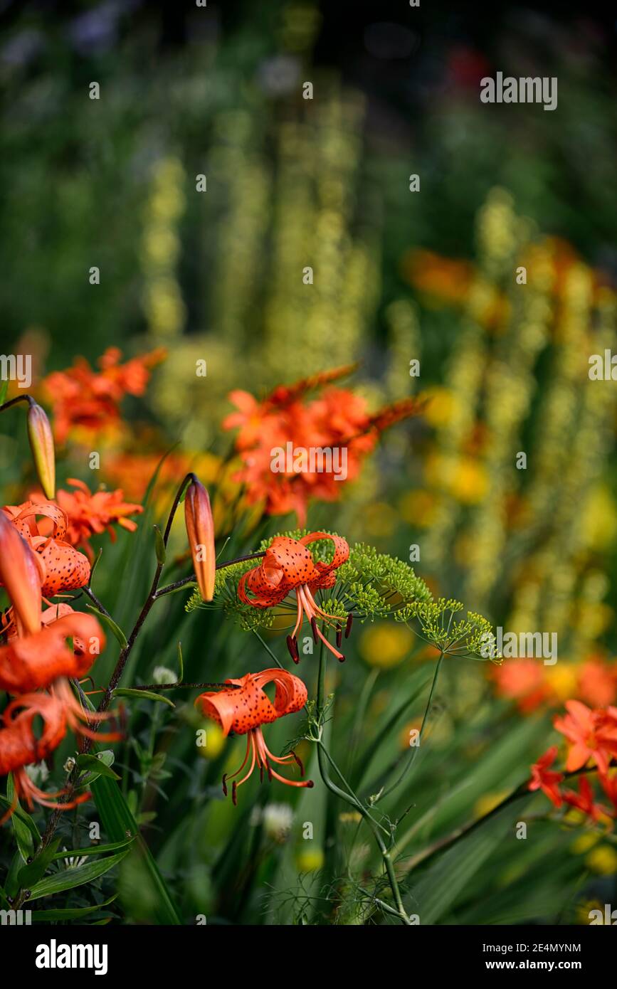 lilium lancifolium tigrinum splendens,foeniculum vulgare purpureum ...
