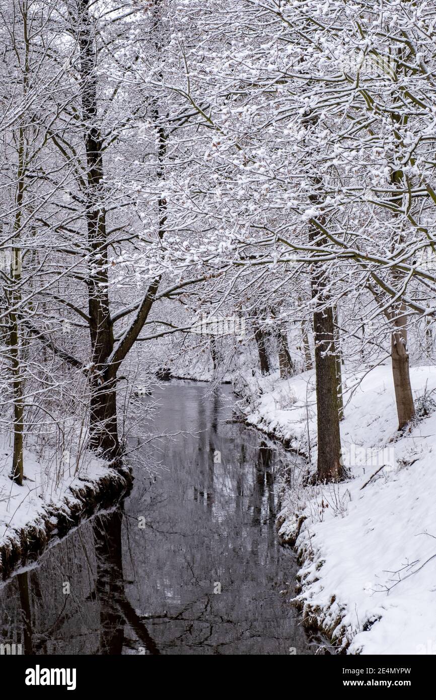 Snow falling off tree hi-res stock photography and images - Alamy