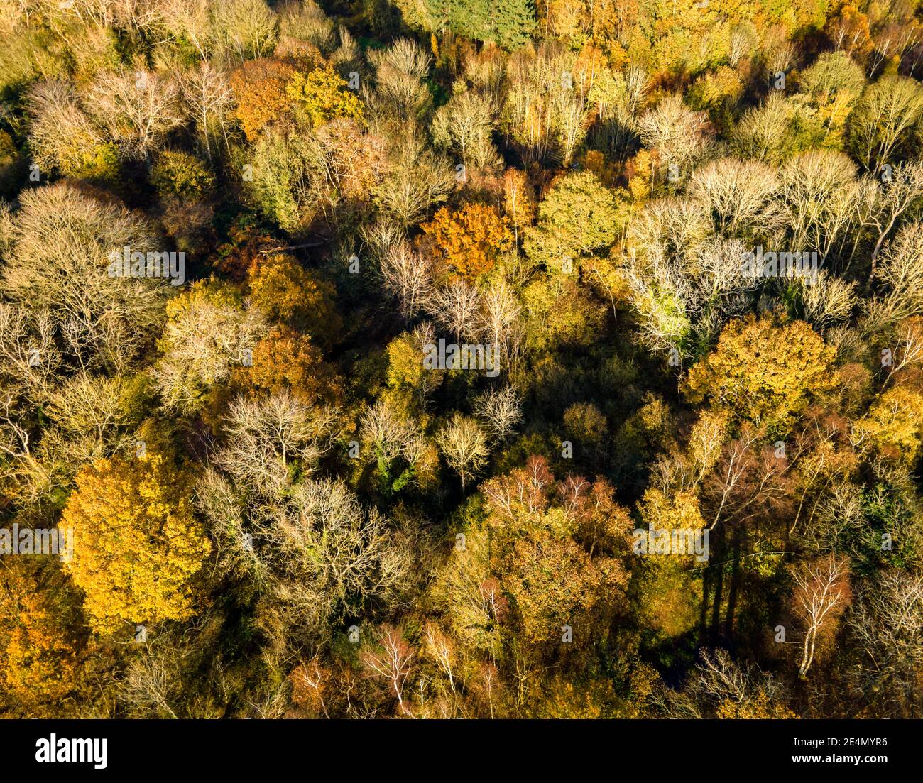 Suffolk woods autumn hi-res stock photography and images - Alamy