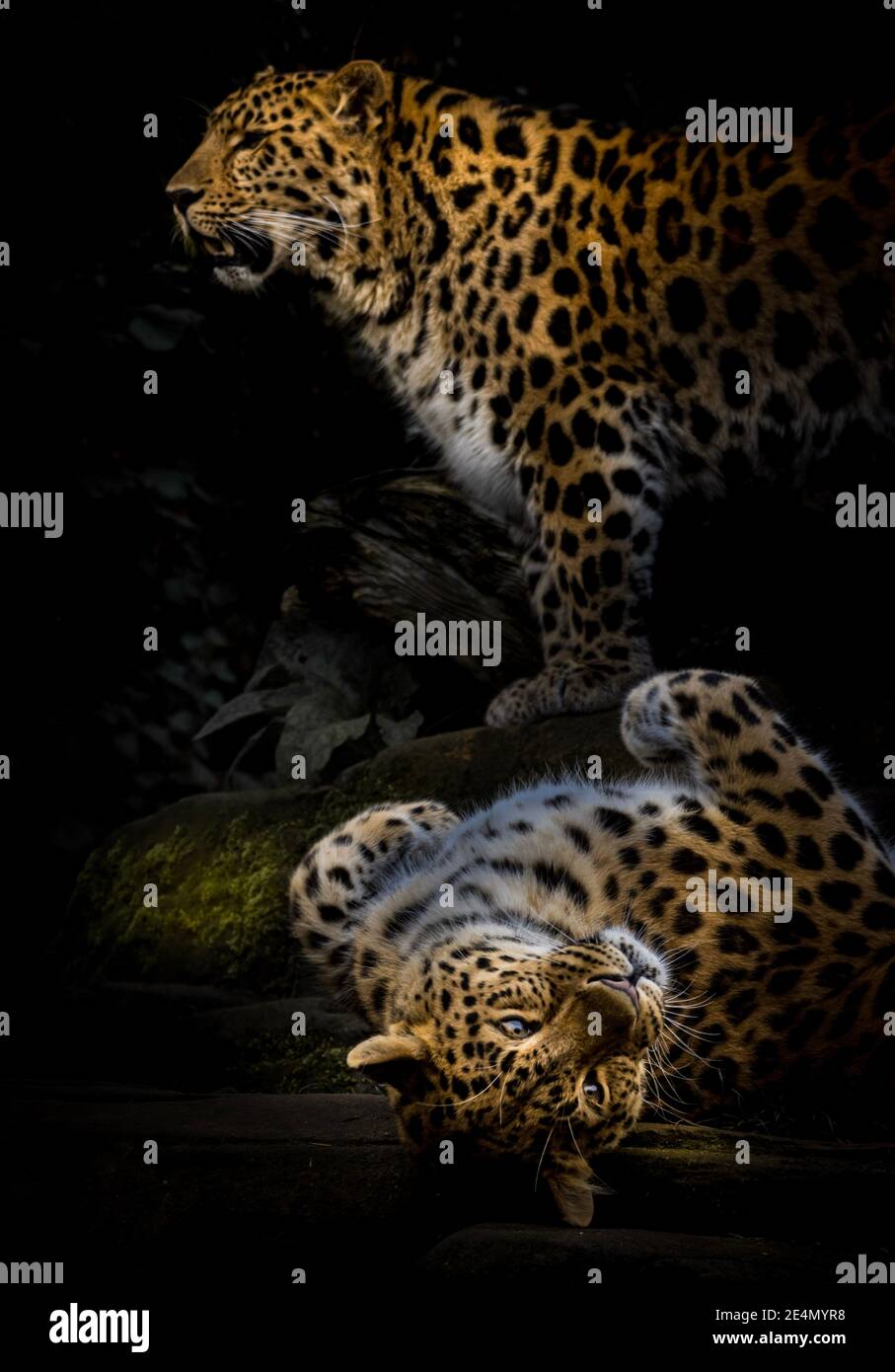 Luka leopard hi-res stock photography and images - Alamy