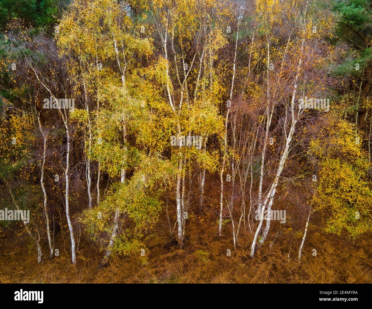 Suffolk england birch woods hi-res stock photography and images - Alamy