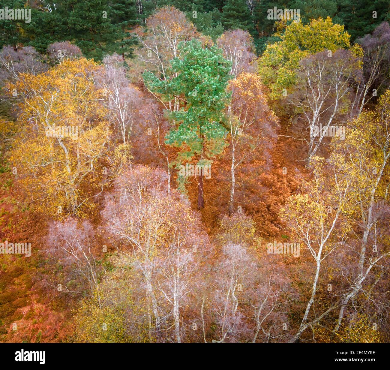 green tree amongst autumn colours Stock Photo - Alamy