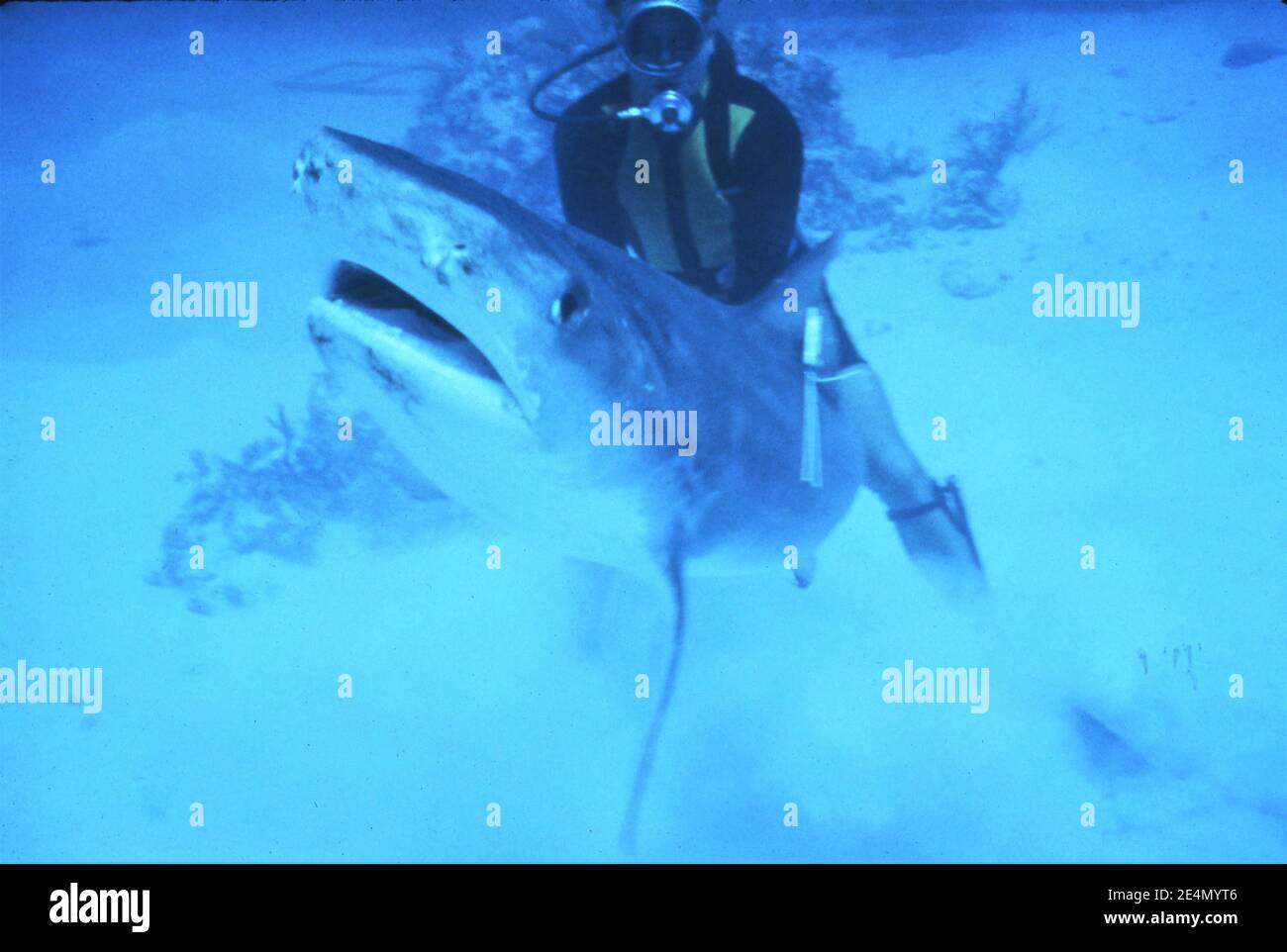 Scuba Diver with Shark for SEAN CONNERY as James Bond 007 in NEVER SAY ...