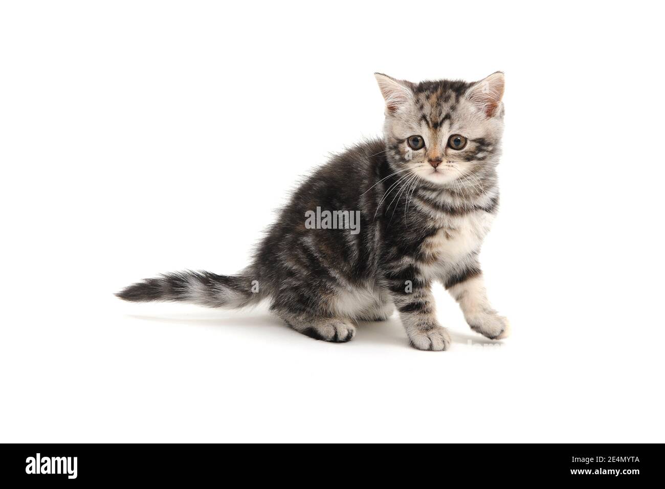 American wire-haired cat on a white background Stock Photo - Alamy