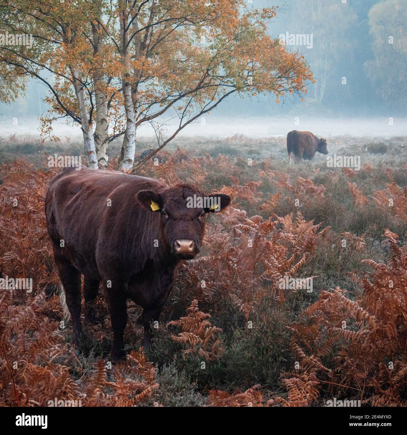 red poll cattle Stock Photo - Alamy