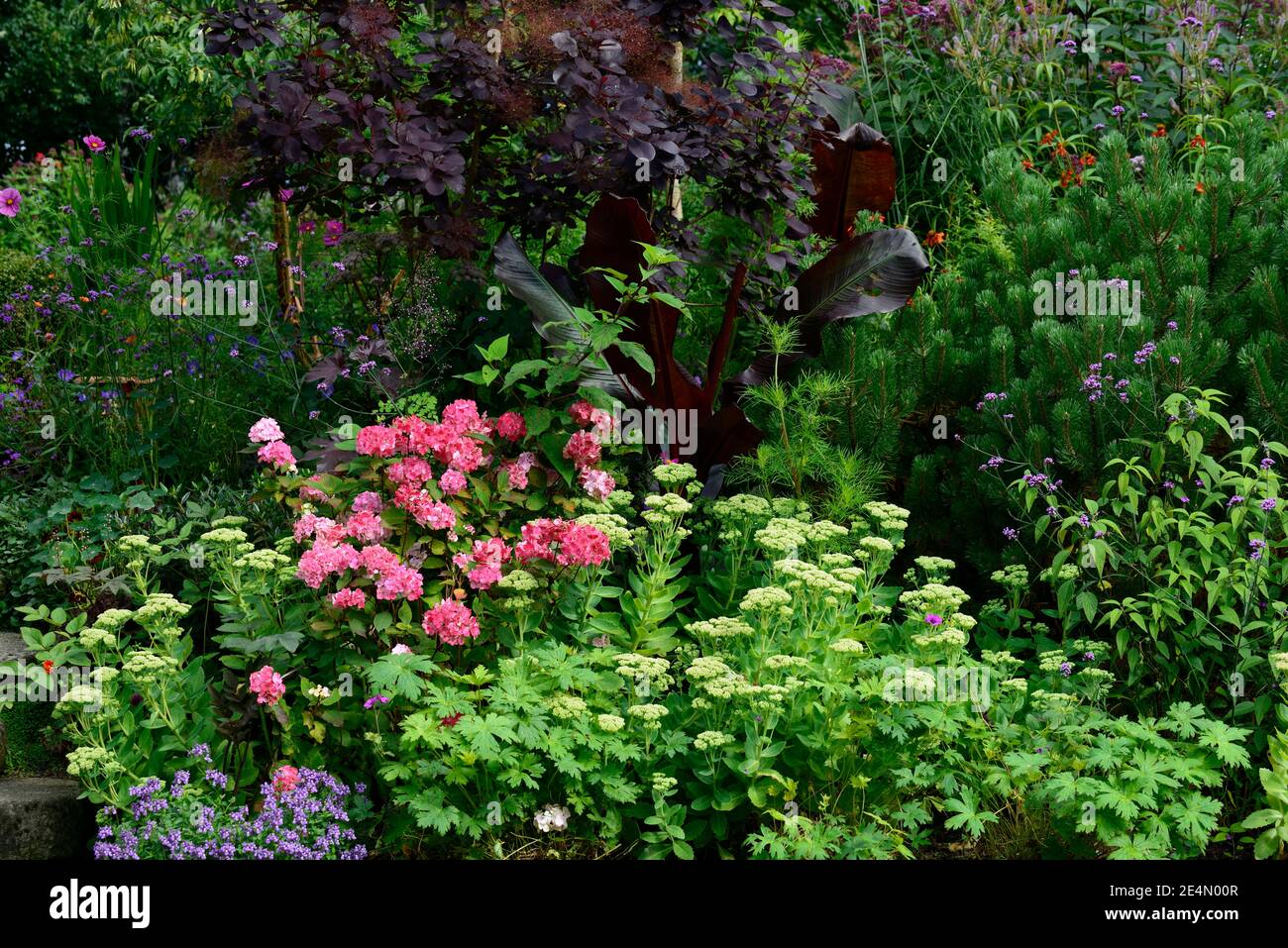 sedum,geranium,hydrangea,verbena,cotinus,ensete,mixed planting scheme ...